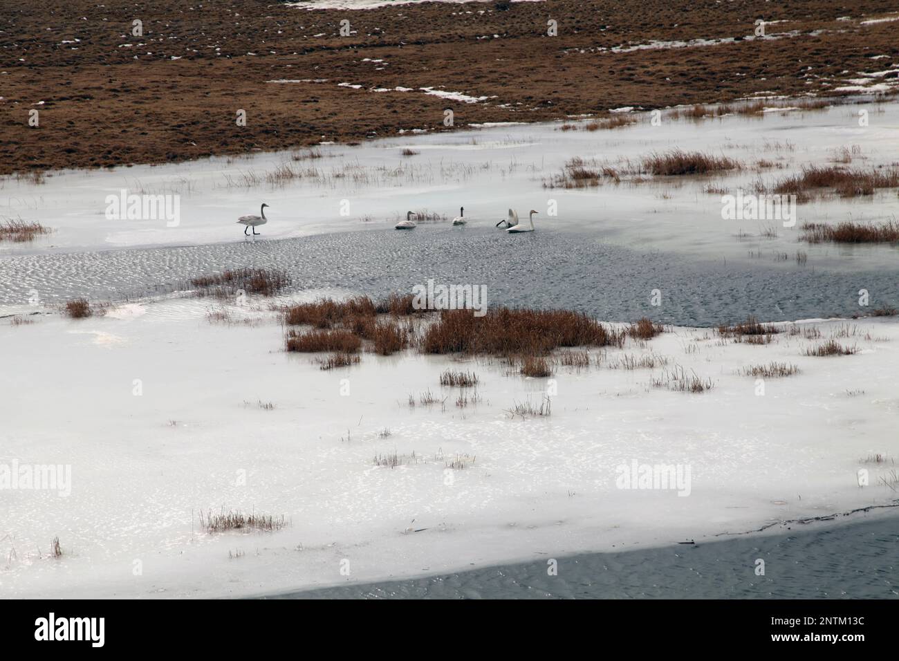 Several swans swim on the melted water in the Gaojia Lake scenic spot ...