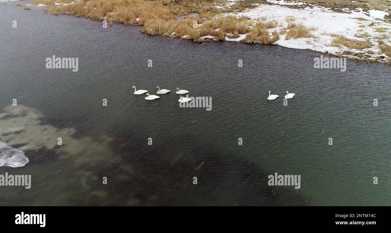 Several swans swim on the melted water in the Gaojia Lake scenic spot ...