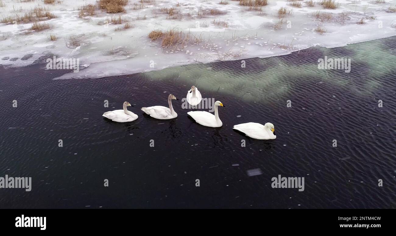 Several swans swim on the melted water in the Gaojia Lake scenic spot ...