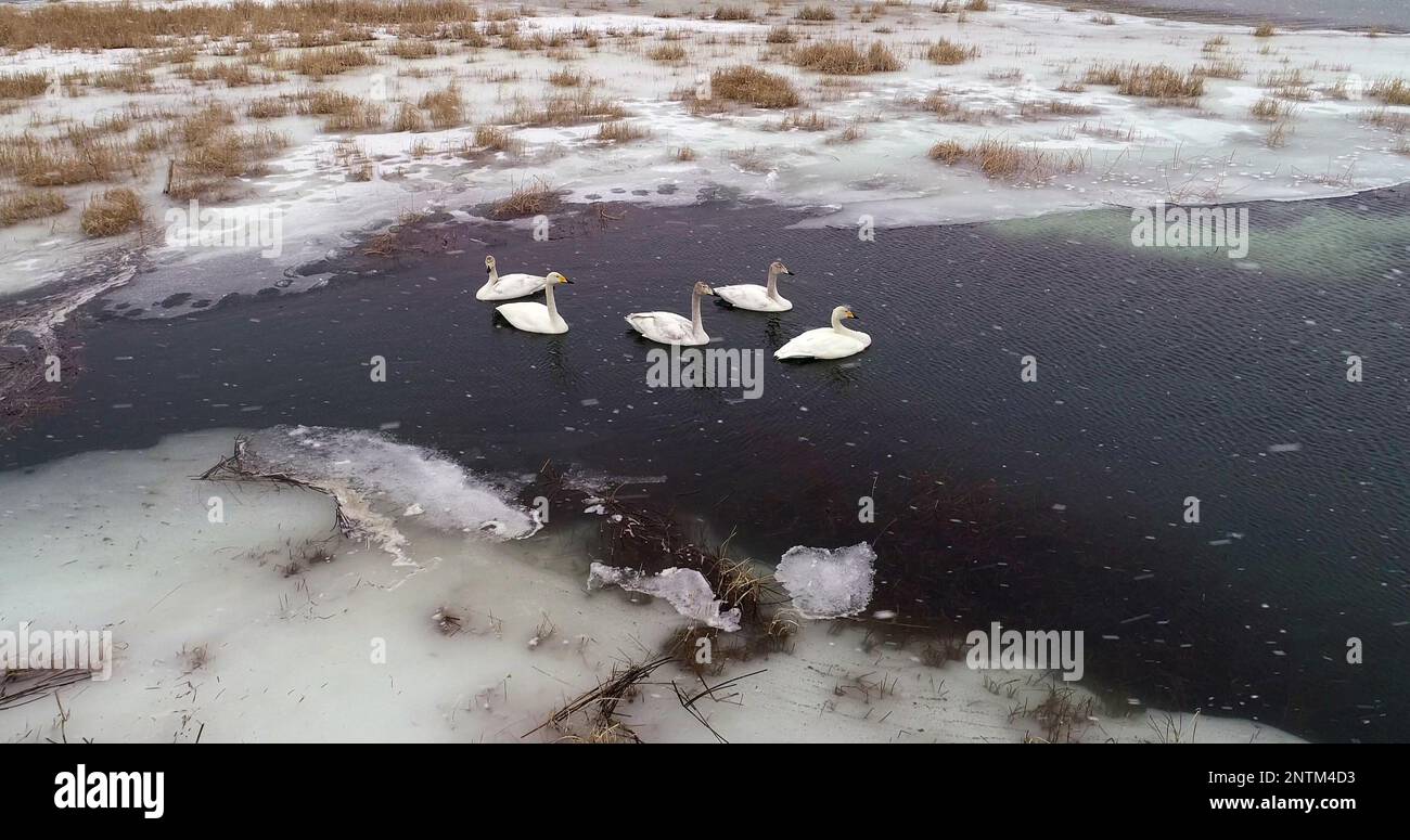 Several swans swim on the melted water in the Gaojia Lake scenic spot ...