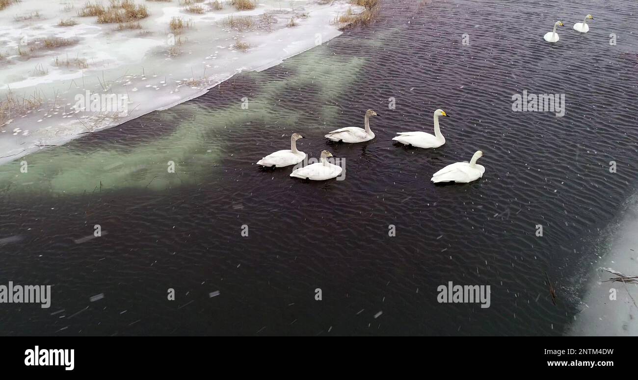 Several swans swim on the melted water in the Gaojia Lake scenic spot ...