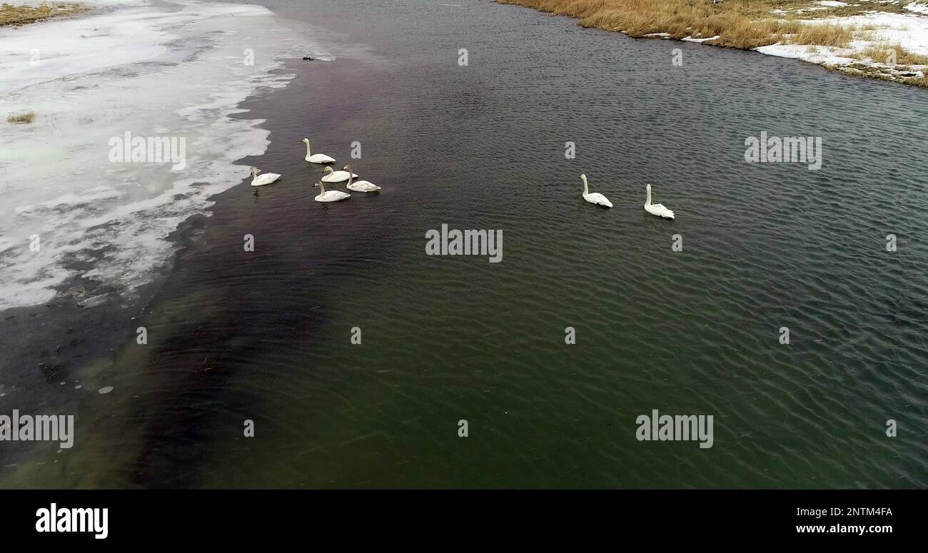Several swans swim on the melted water in the Gaojia Lake scenic spot ...