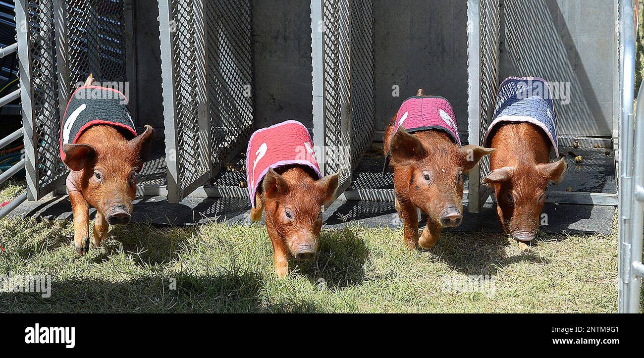 Four Red Wattle pigs leave the chute during a Swifty Swine Racing Pigs ...