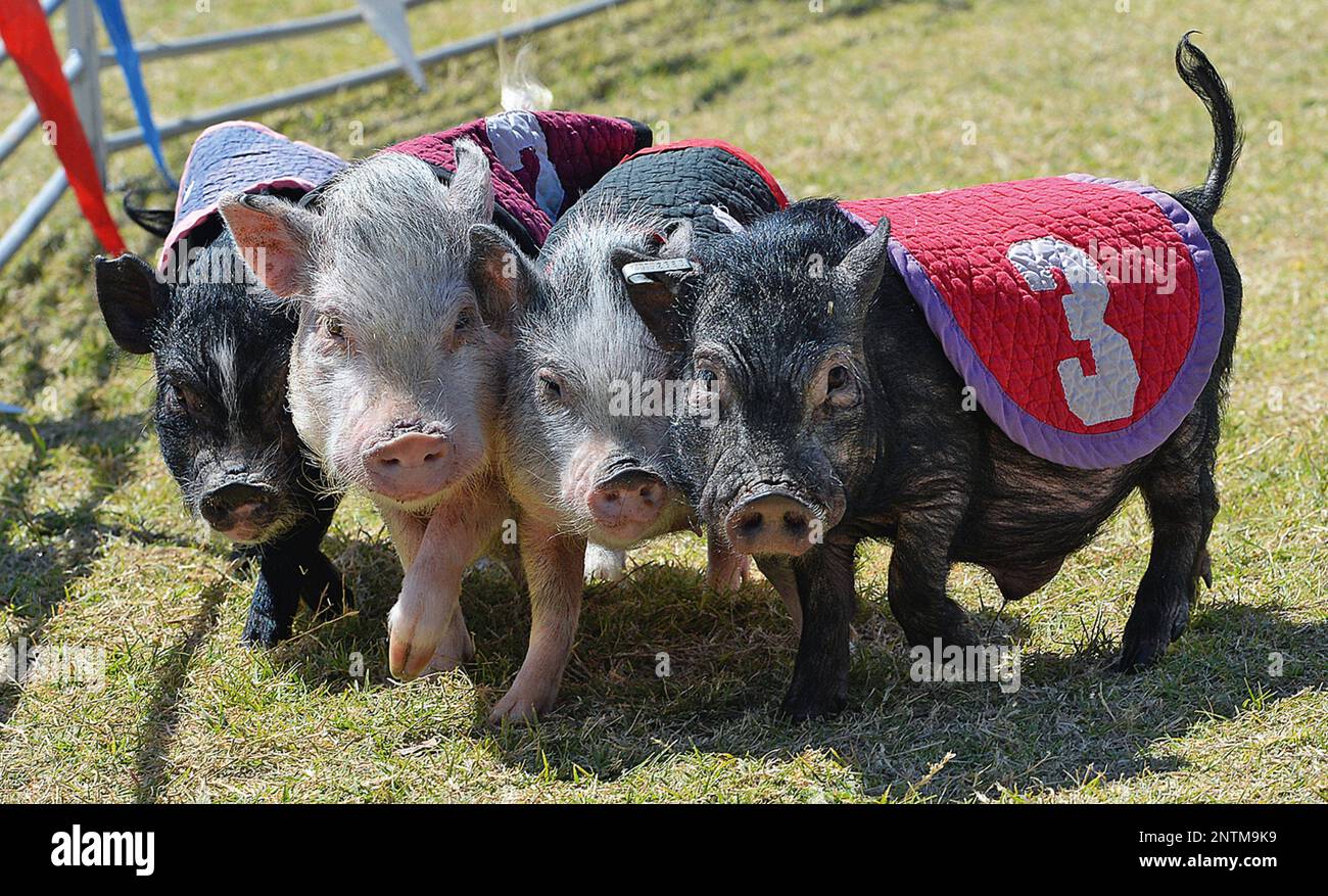 Miniature potbellied pigs compete during a Swifty Swine Racing Pigs ...