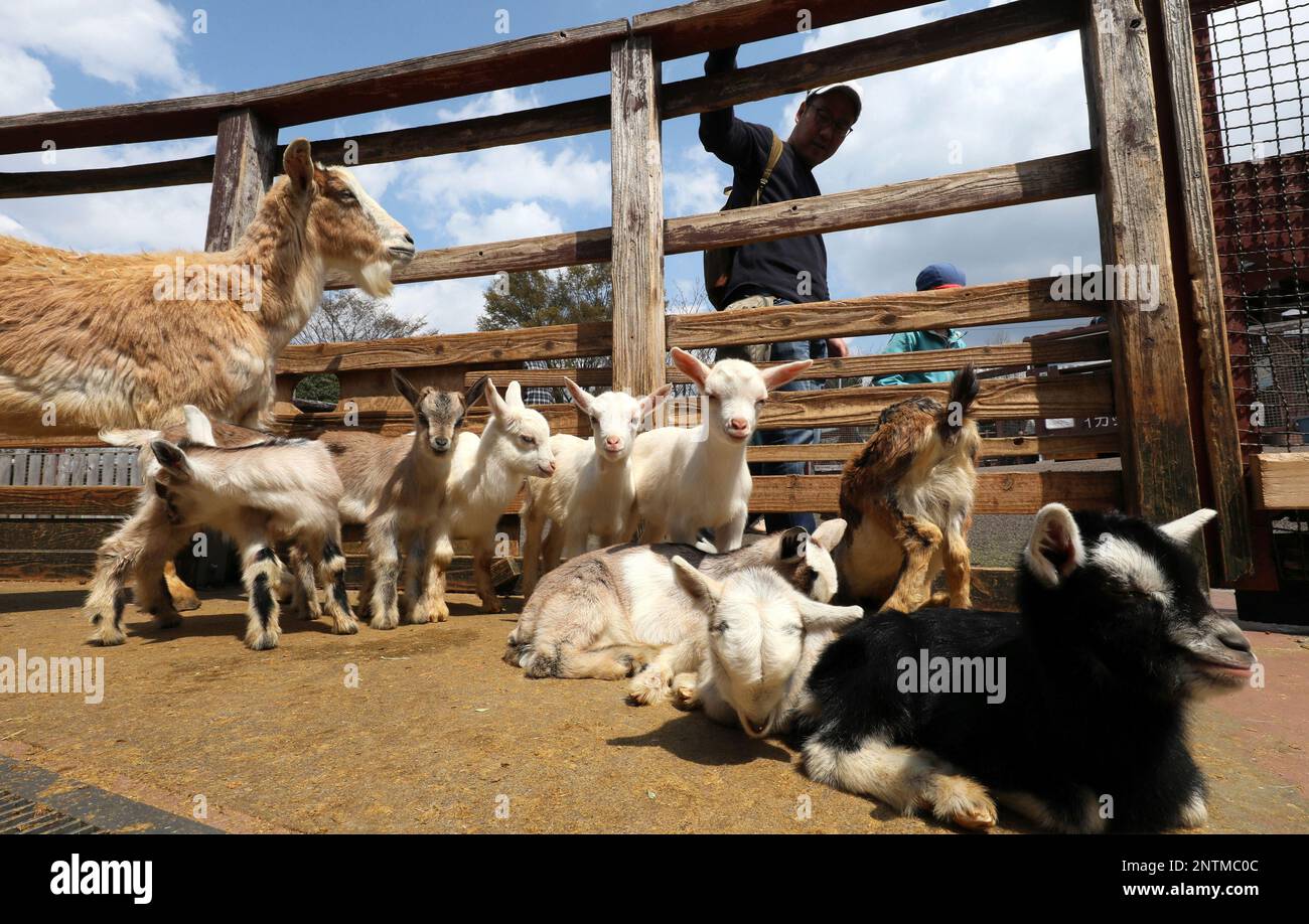 Goat babies appear at Aso Milk Farm in Nishihara village, Aso, Kumamoto ...