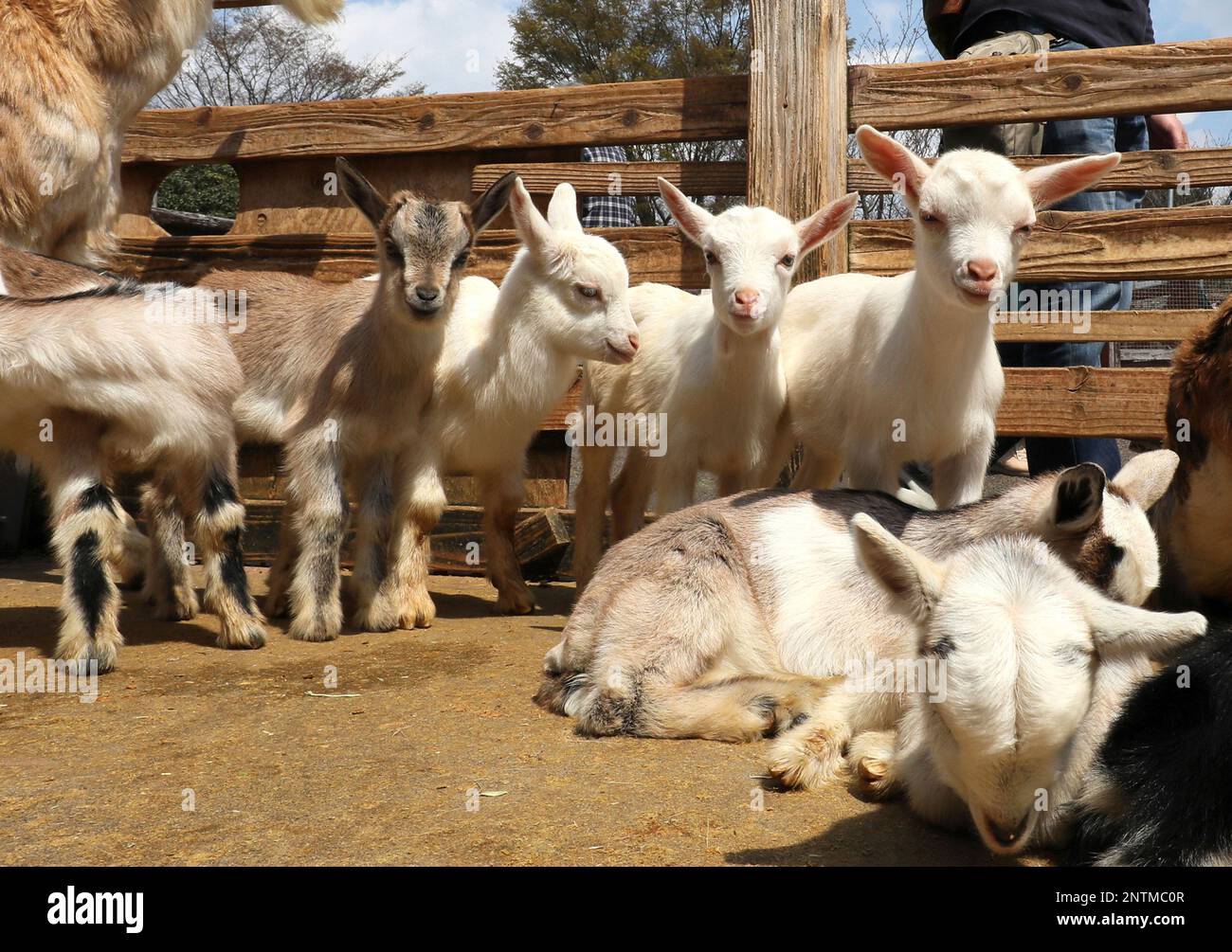 Goat babies appear at Aso Milk Farm in Nishihara village, Aso, Kumamoto ...
