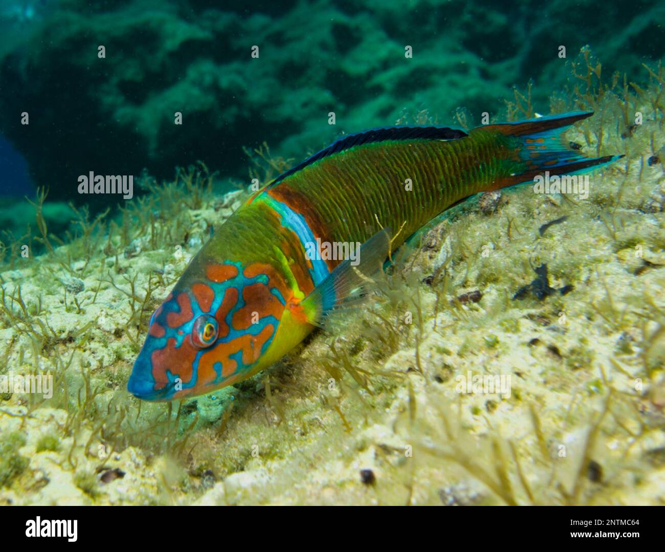 Amazingly colourful wrasse hi-res stock photography and images - Alamy