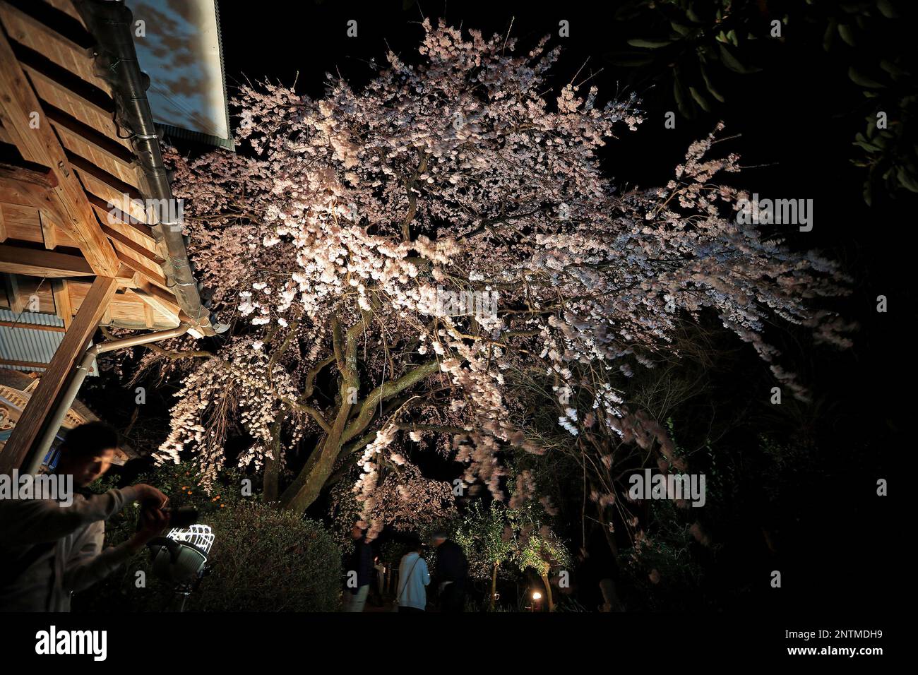 Himeshidare, one kind of drooping cherry trees, is in full bloom at ...