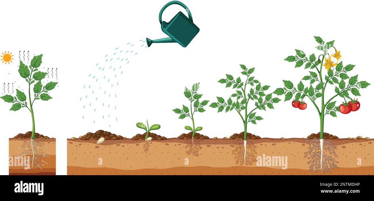 Tomato plant growth stages vector illustration Stock Vector Image & Art ...