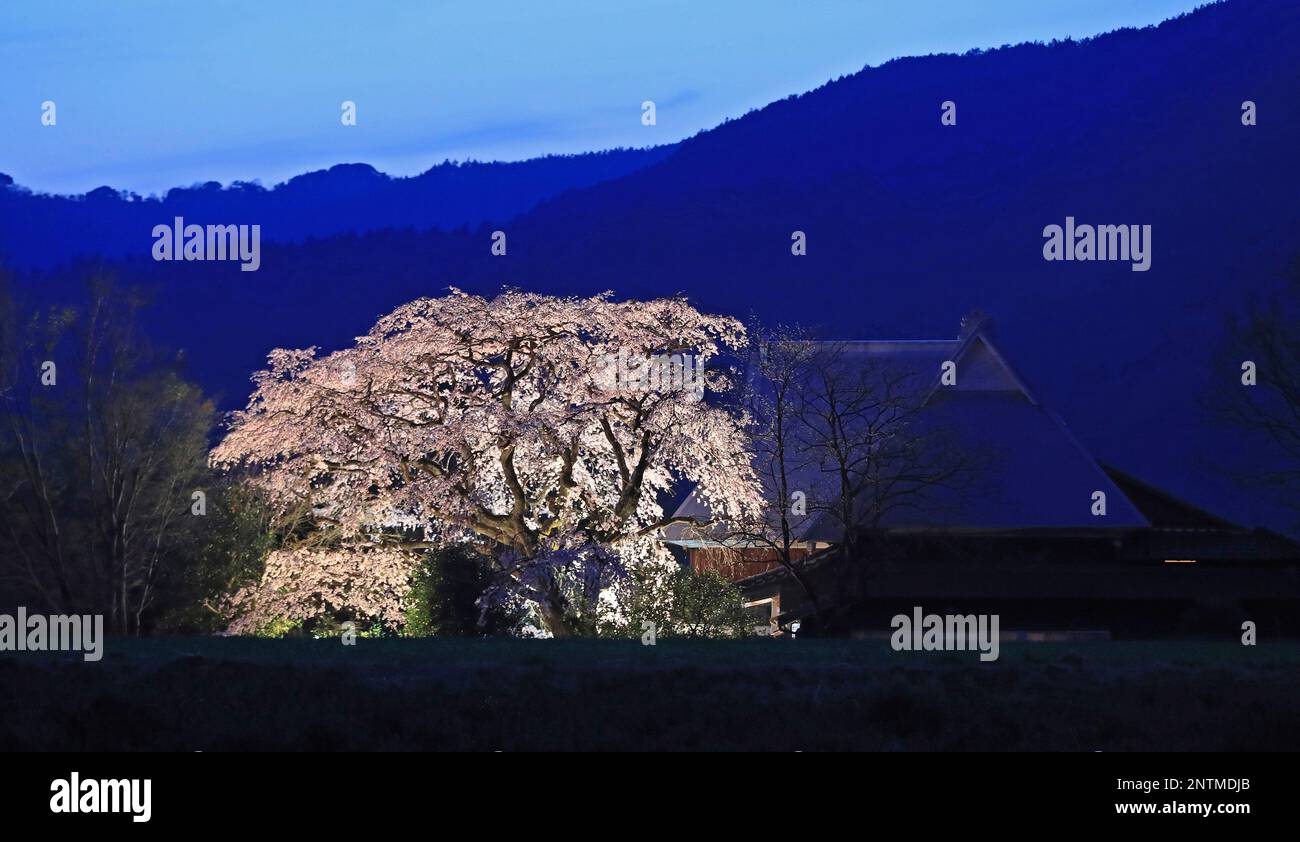 Himeshidare, one kind of drooping cherry trees, is in full bloom at ...