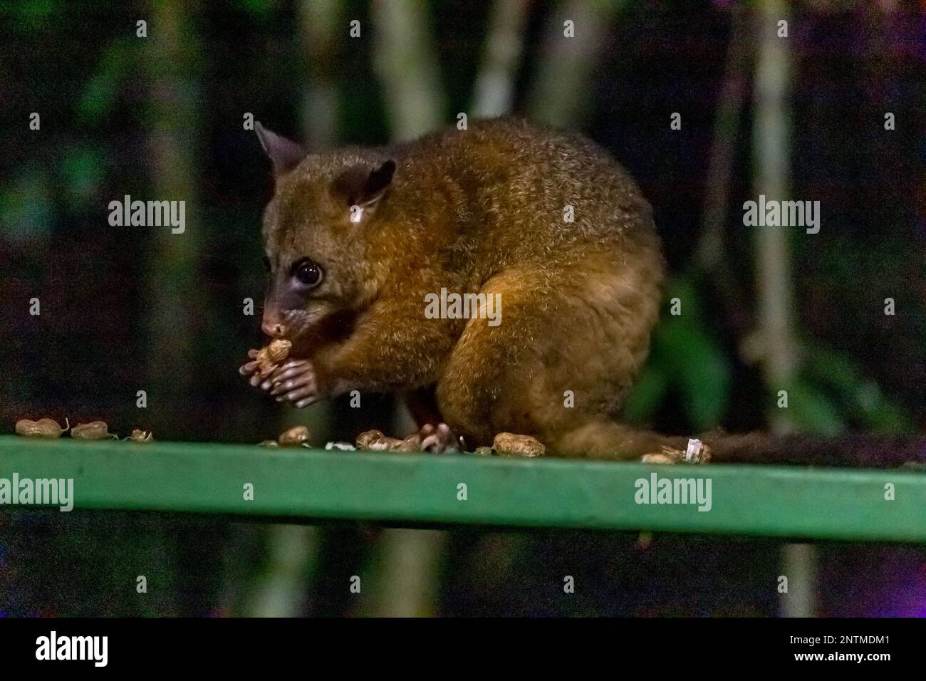 Can Possums Eat Peanuts at Mackenzie Balfour blog
