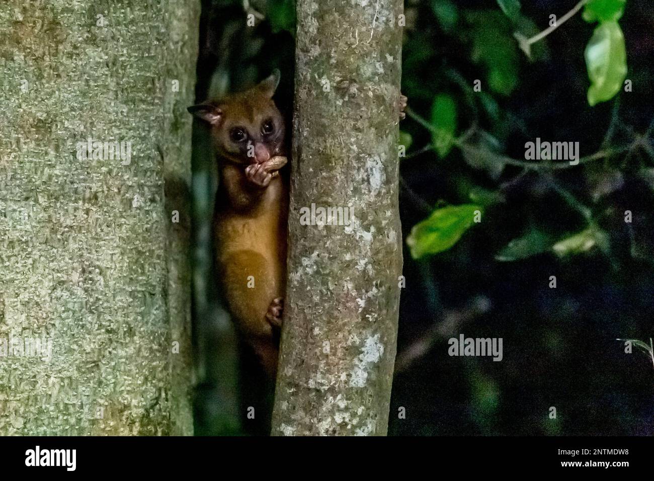 Brushtail Possums Sitting in a Tree and Eating a Peanut, Australia ...