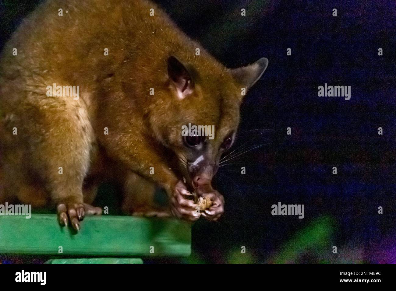 Close-Up of Common Brushtail Possum Eating Peanuts at a Feeding Station ...