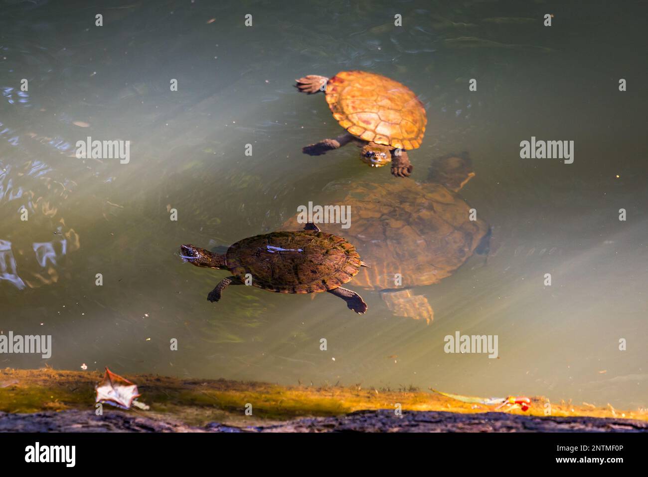 Three different sized Saw-Shelled Turtle (Myuchelys latisternum ...