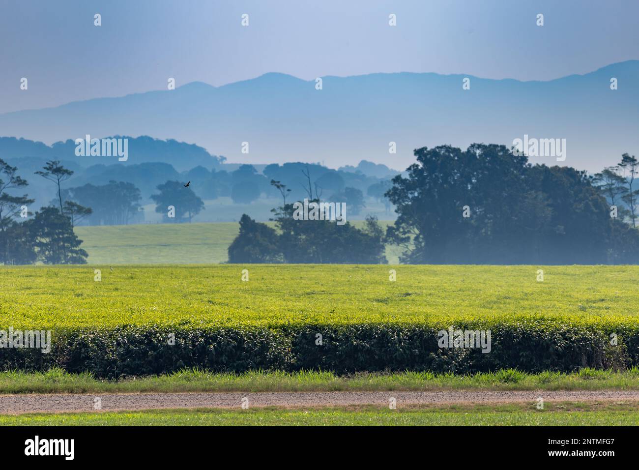 Tea Plantation in front of Mountains, Malanda, Queensland, Australia ...