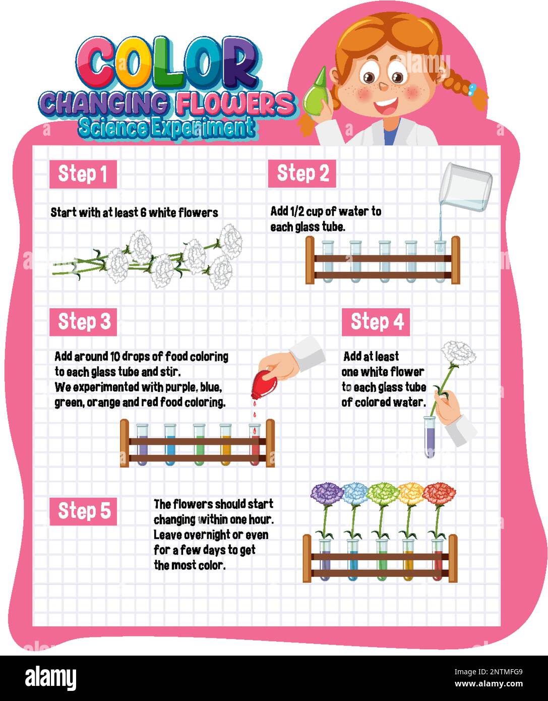 Color Changing Flowers Science Experiment illustration Stock Vector ...