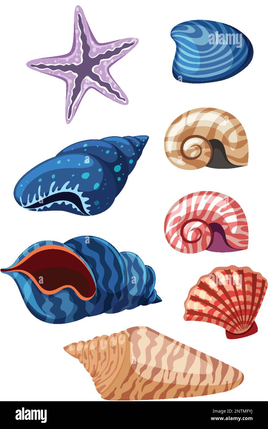 Sundial shell Stock Vector Images - Alamy