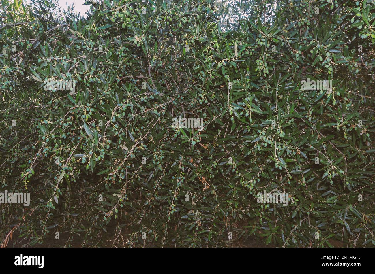 Greece crete fig tree hi-res stock photography and images - Alamy