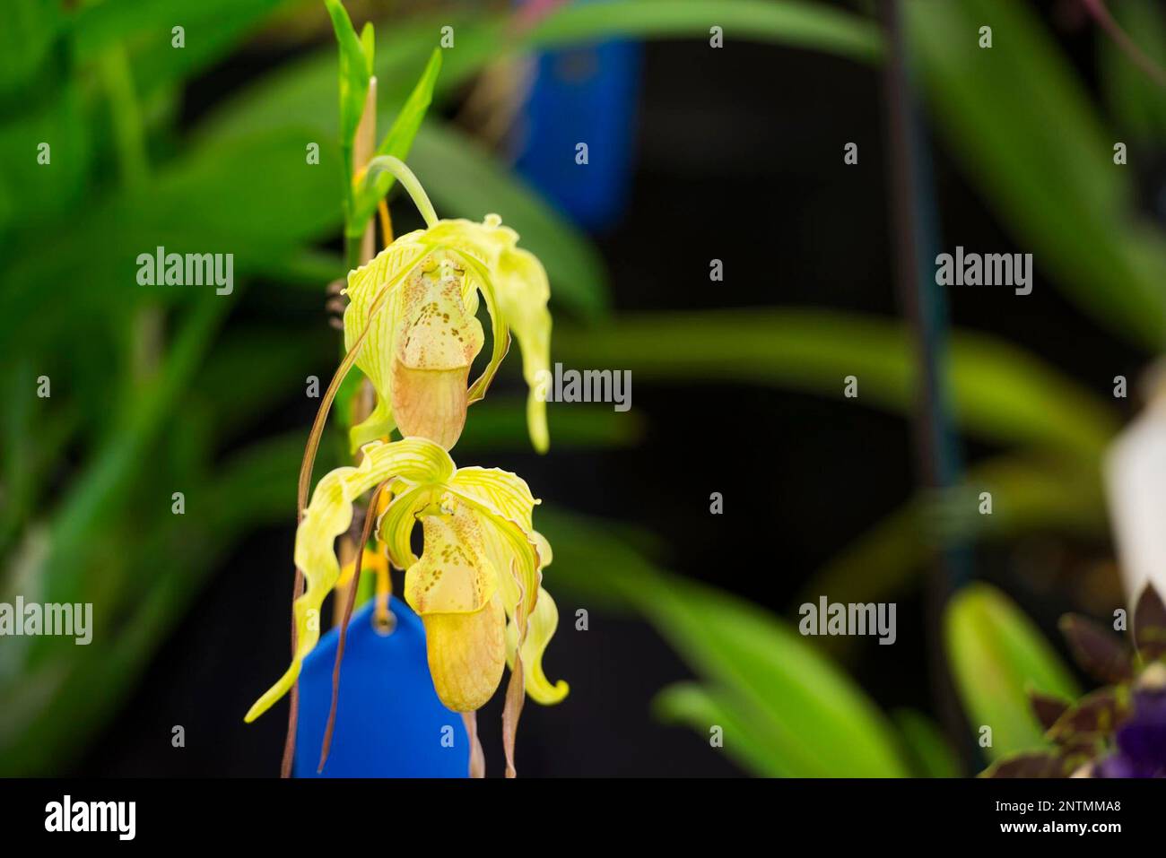 Orchids bloom at Coastal Georgia Botanical Gardens during the 33rd ...