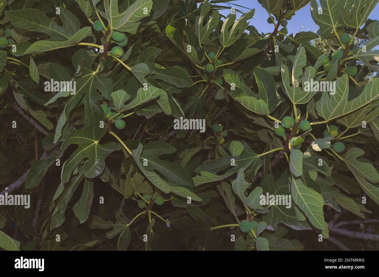 Dense thickets of fig tree with leaves and green fruits located in the ...