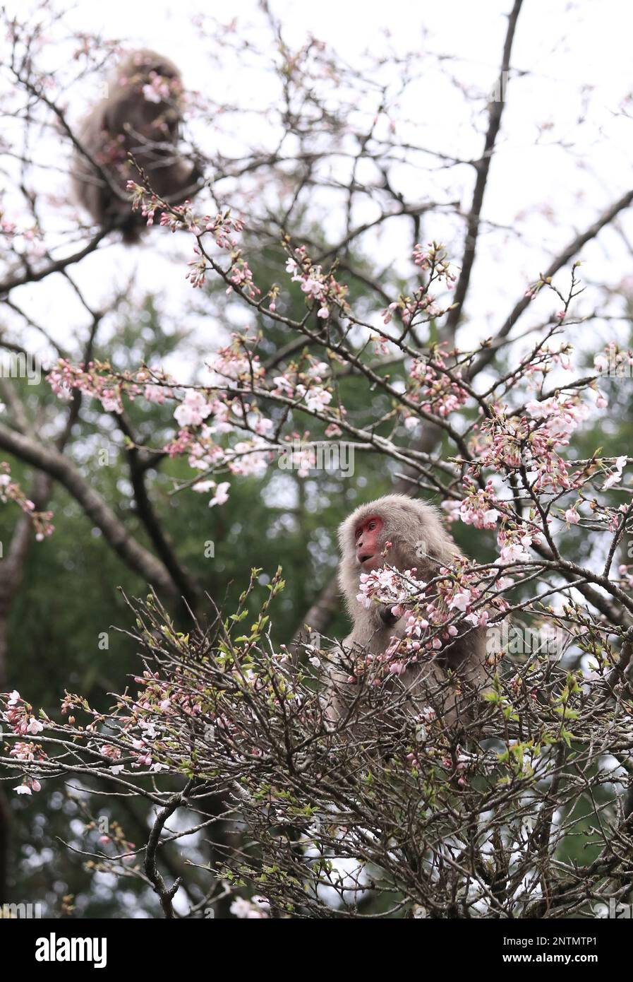 A Yakushima Macaque, monkey originated in Yakushima, eats flowers of ...