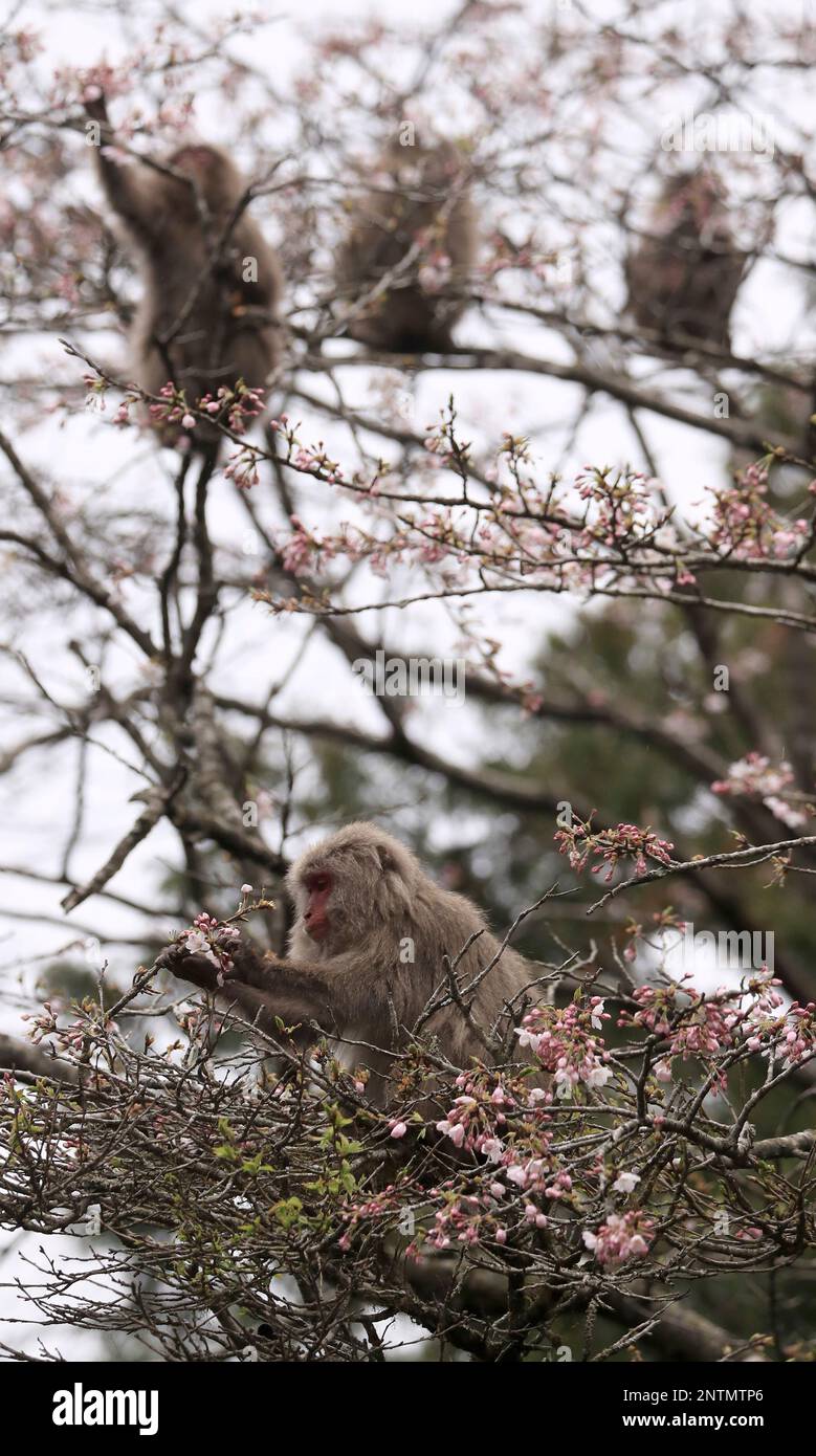 A Yakushima Macaque, monkey originated in Yakushima, eats flowers of ...