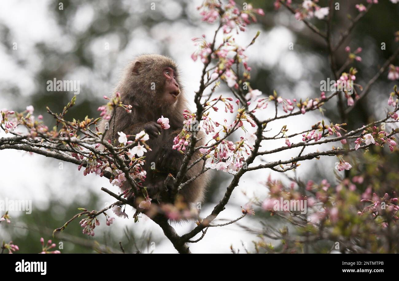 A Yakushima Macaque, monkey originated in Yakushima, eats flowers of ...