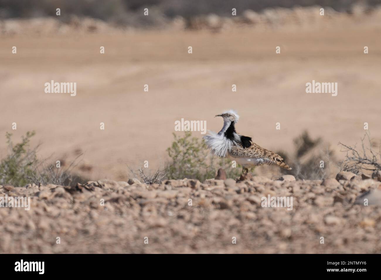 MacQueen's bustard (Chlamydotis macqueenii) male in partial display ...