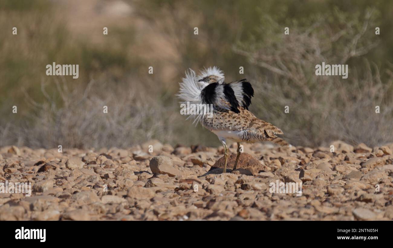 MacQueens bustard (Chlamydotis macqueenii Stock Photo - Alamy