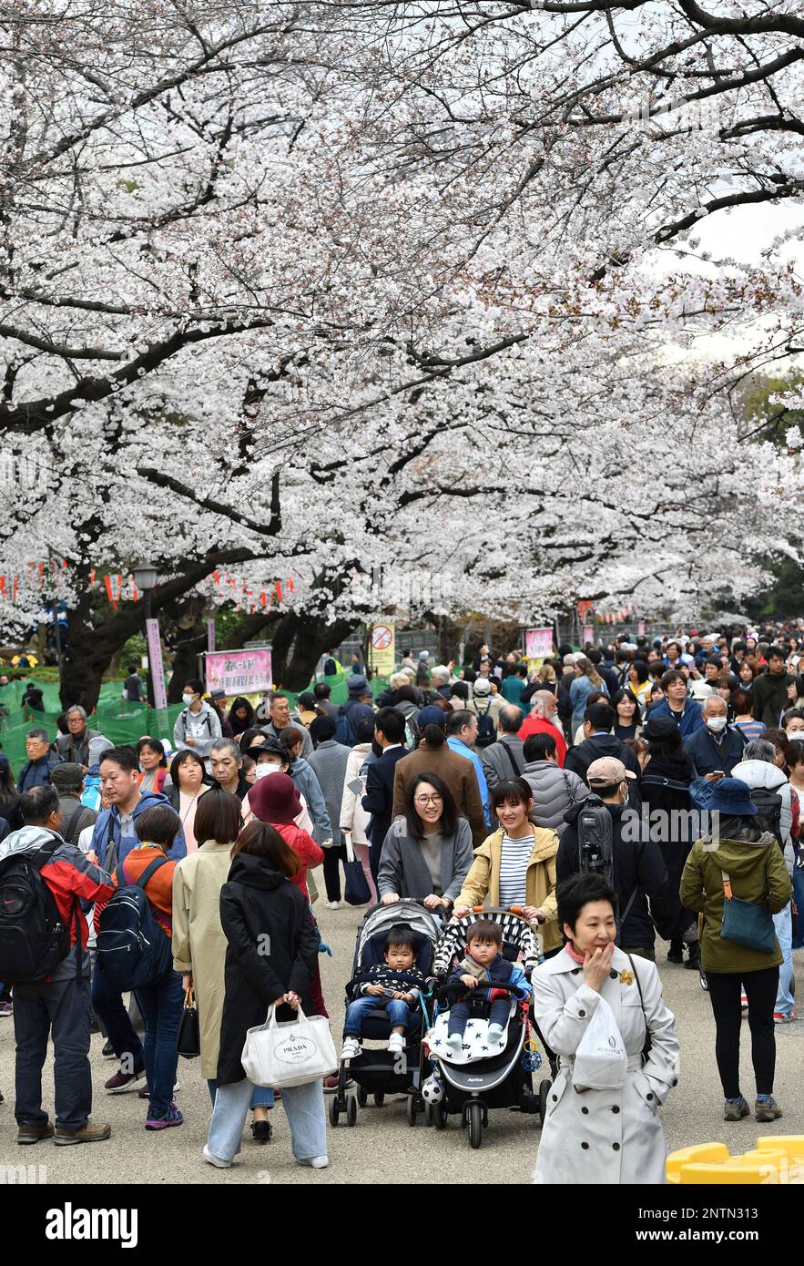 People gather to view cherry blossoms in full bloom at Ueno Park in ...