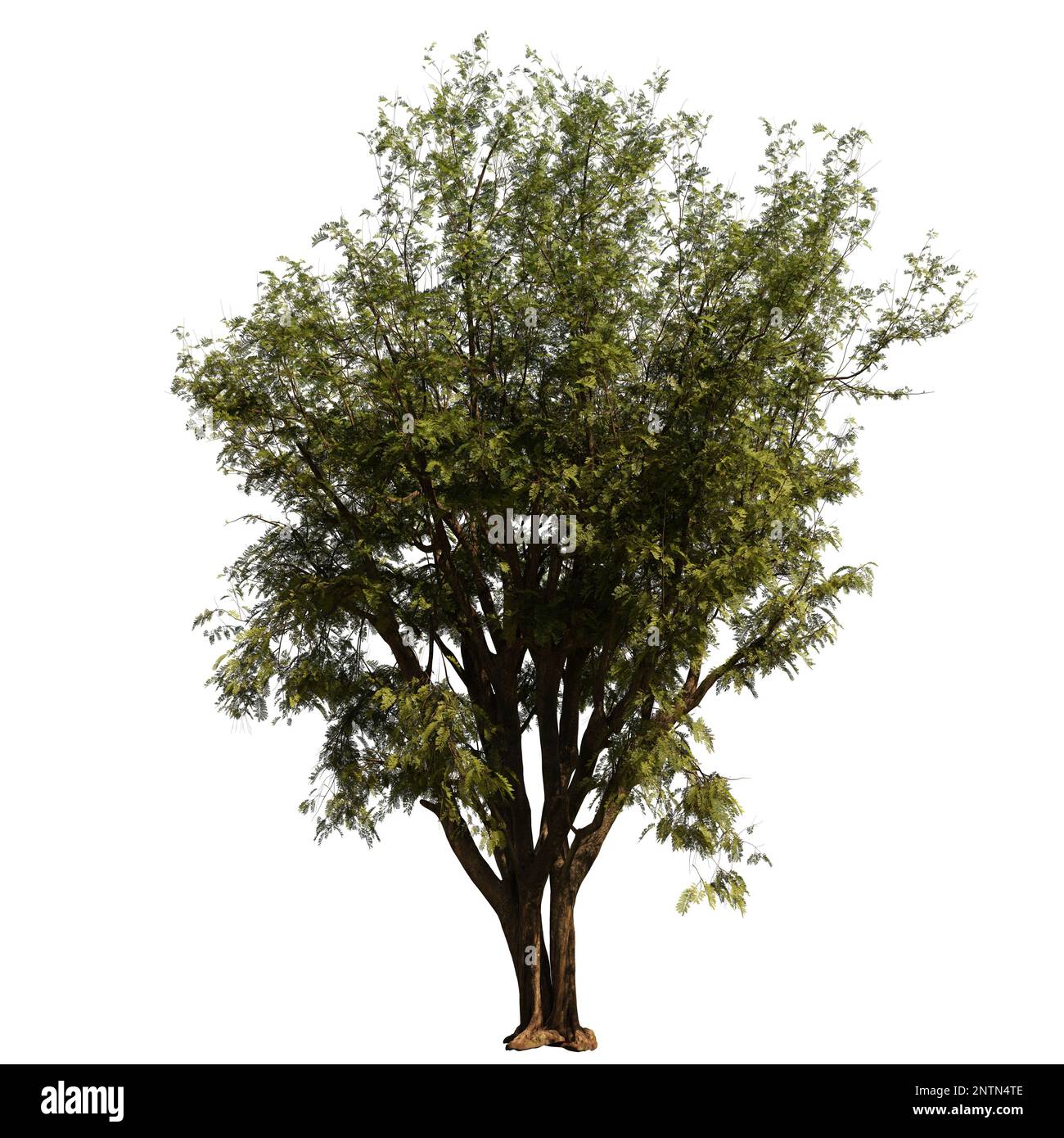 Jacaranda, beautiful tropical tree isolated on white background Stock ...