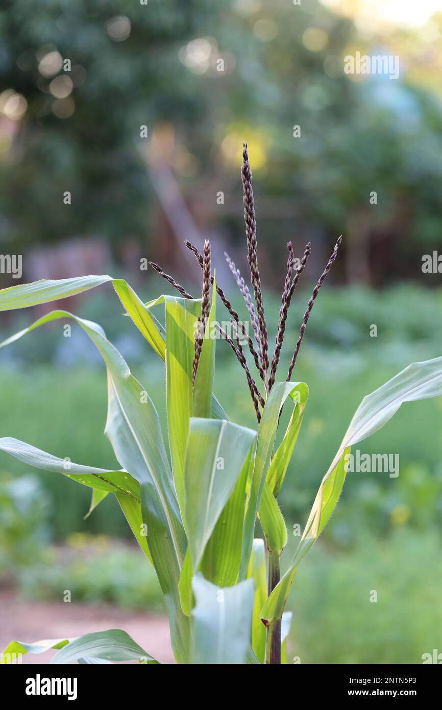 Blossoms of the corn plants that are blooming and turning into corn are ...