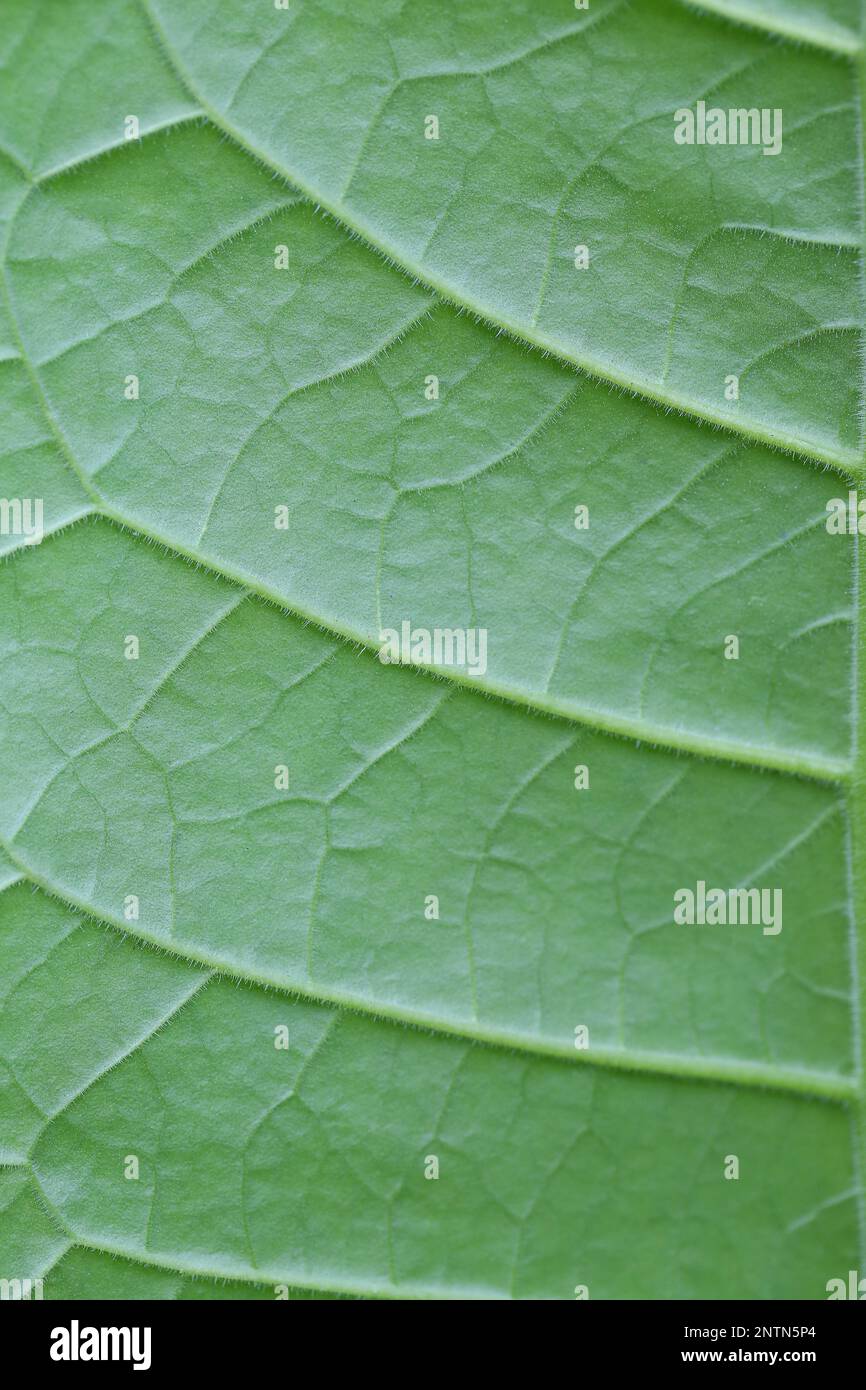 Structure of the leaves, leaf pattern background for design in you work ...