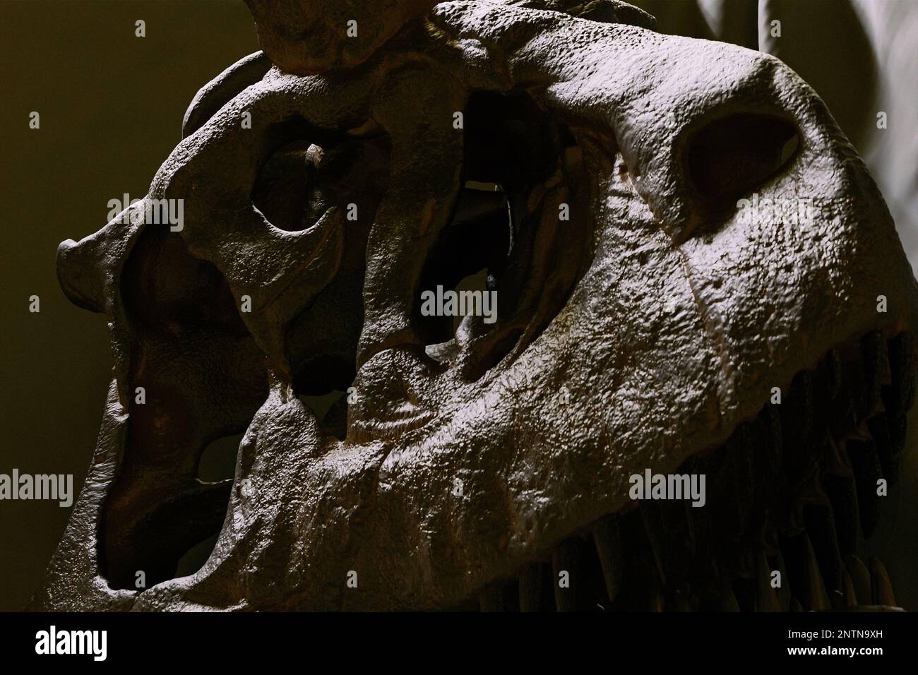 Carnotaurus skull hi-res stock photography and images - Alamy