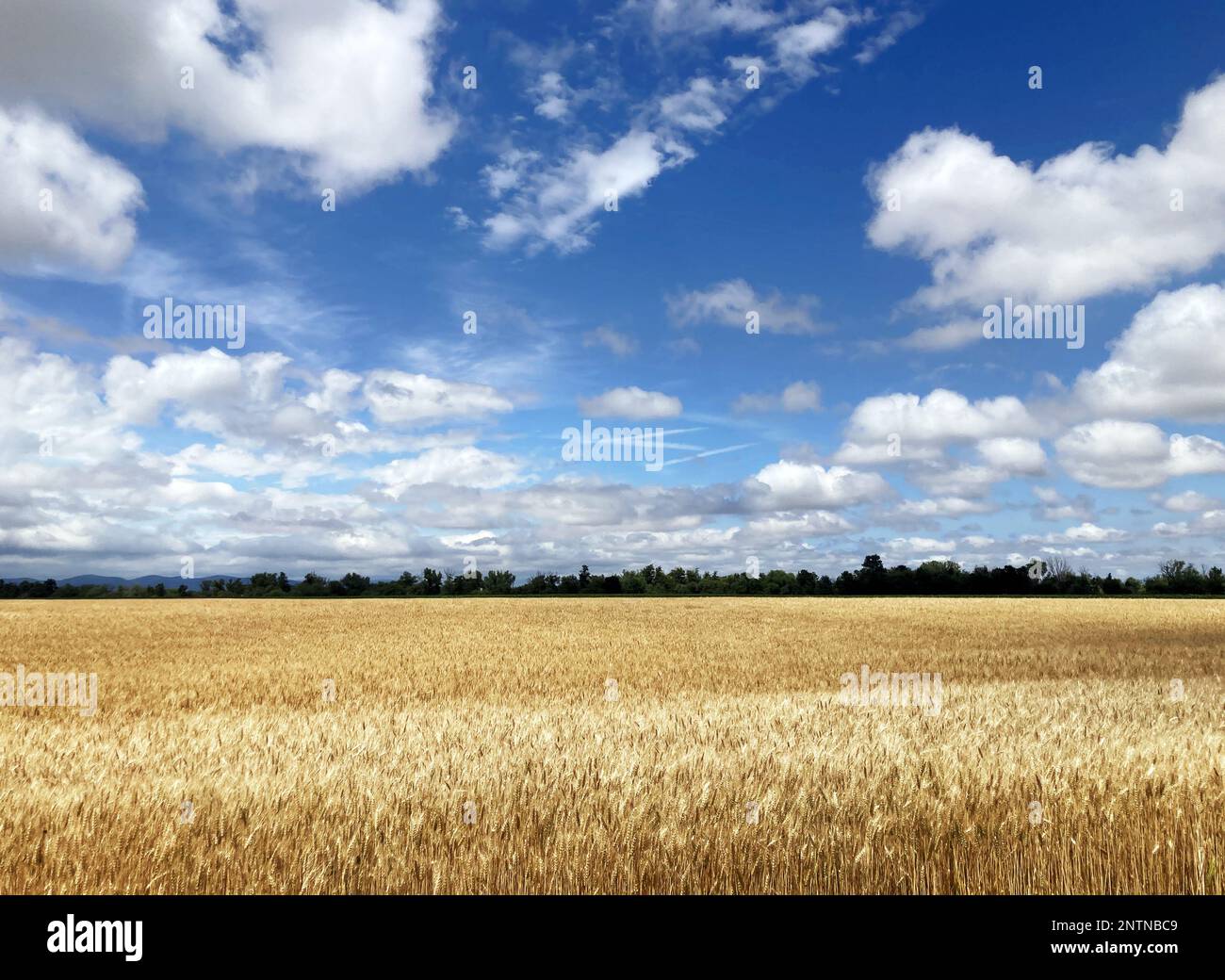 Wheat field with blue sky Stock Photo - Alamy