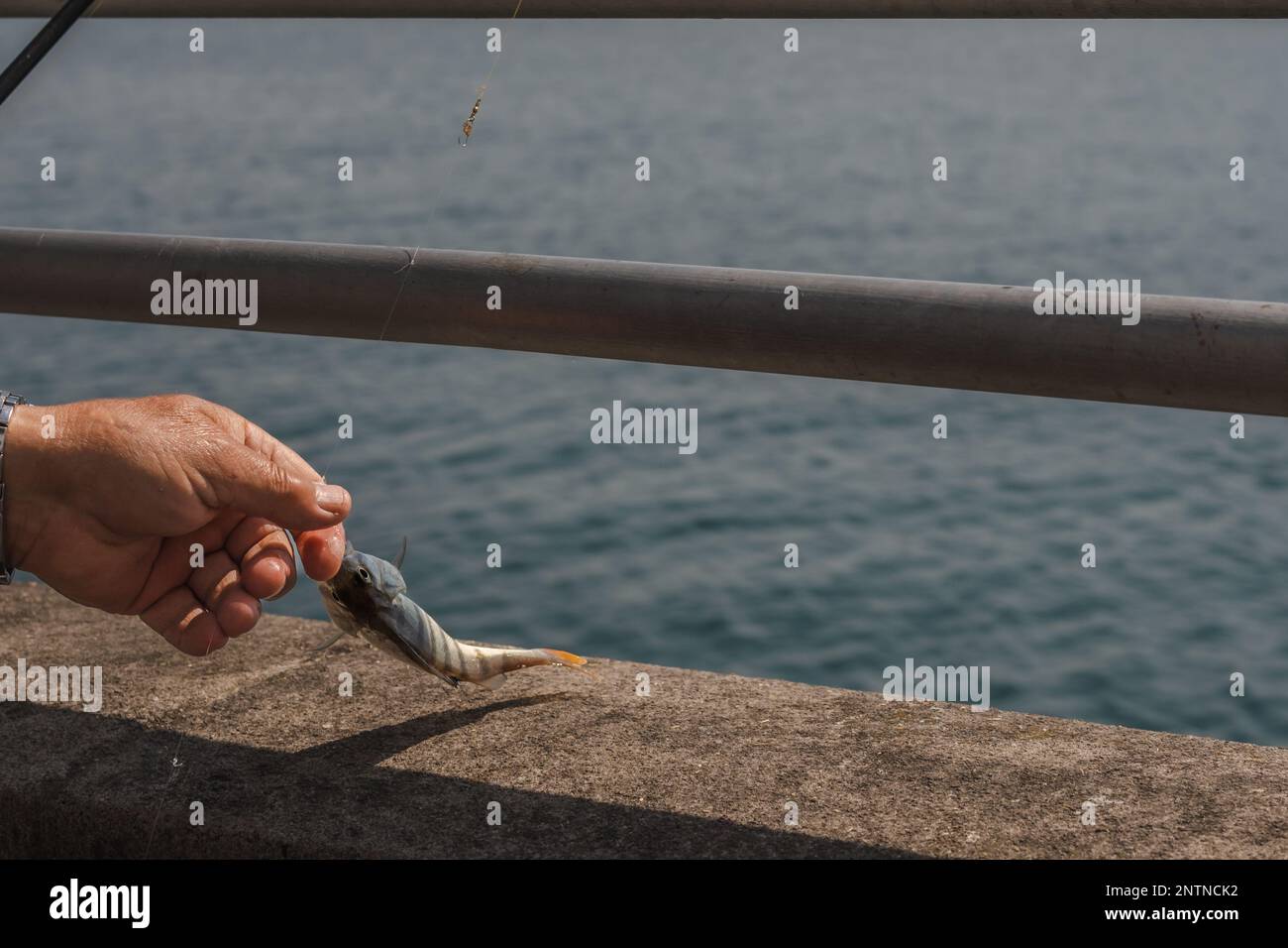 Hand pulls on the fishing line on which the fish is caught. Fisherman ...