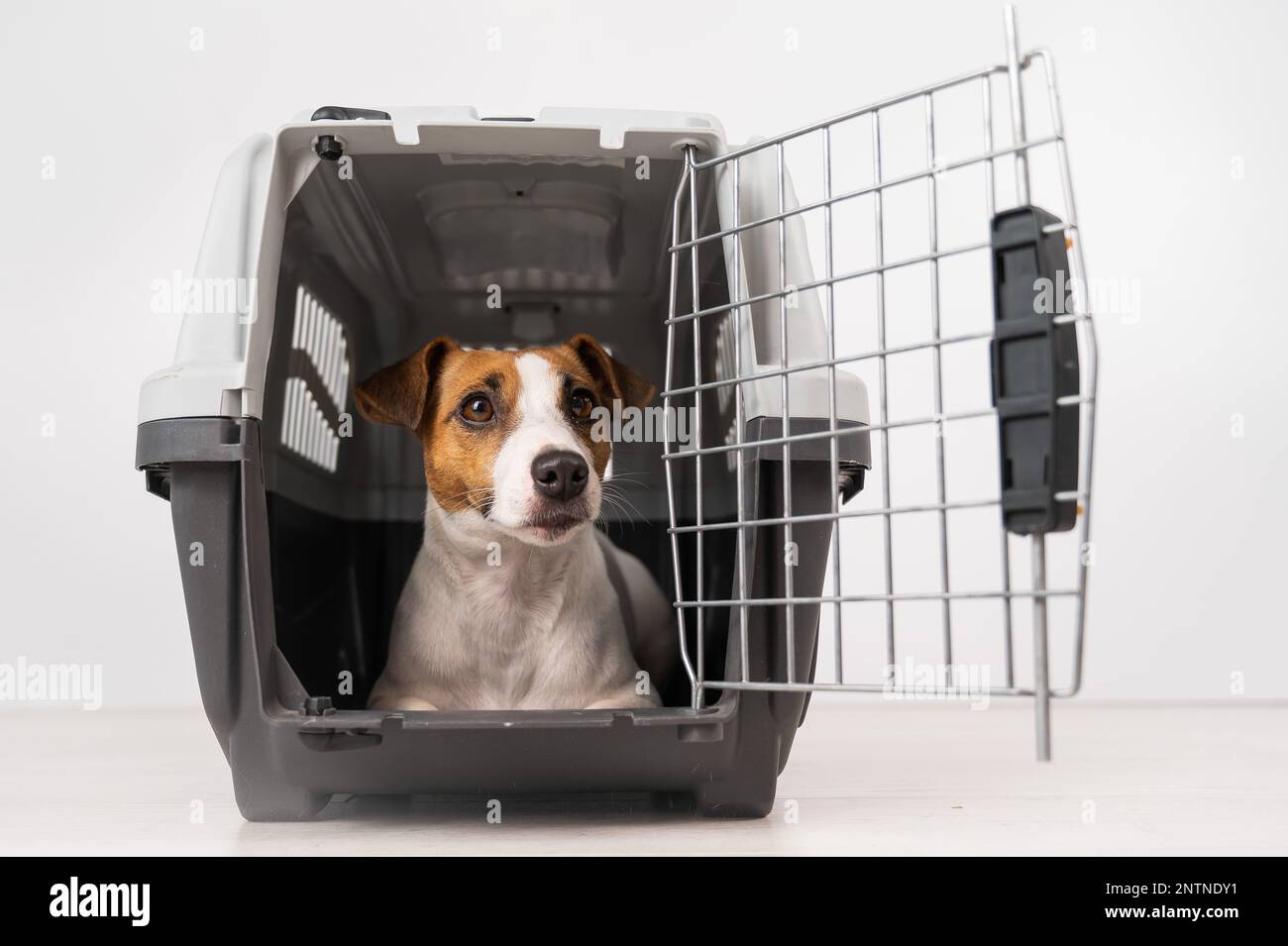 Jack Russell Terrier dog inside a cage for safe transportation with ...
