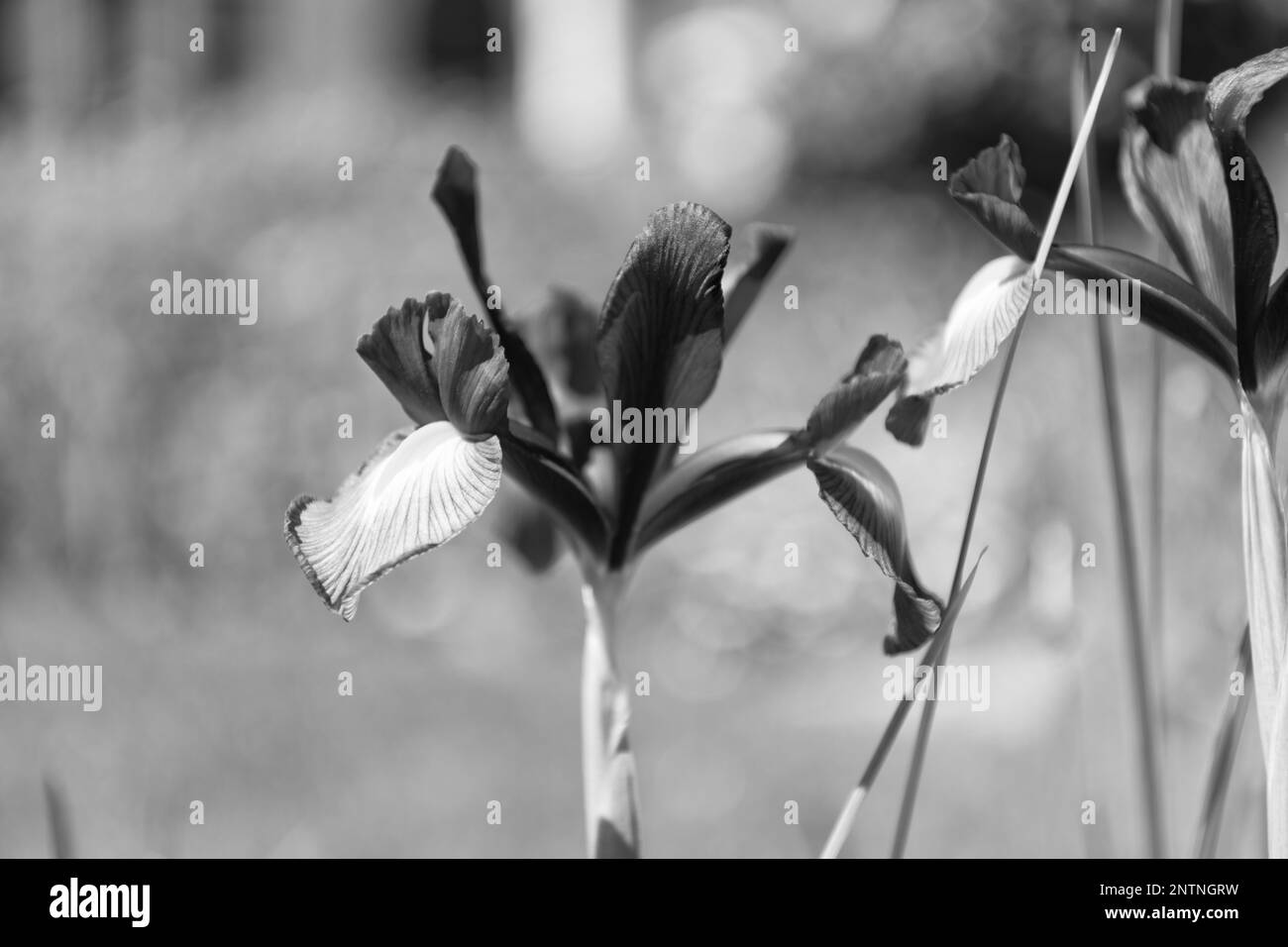 Beautiful iris flowers in sunny Black and White Stock Photos & Images ...