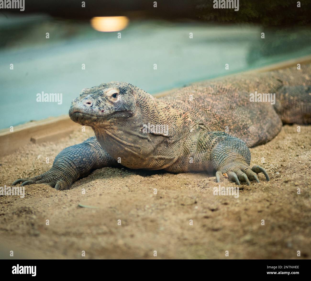A Komodo dragon sits on the ground near a body of water Stock Photo - Alamy