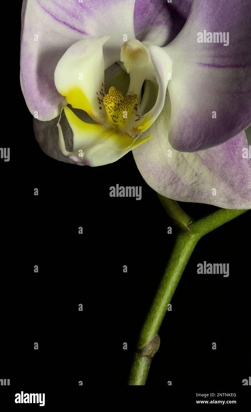 A single flower stem of a white orchid against a black background ...