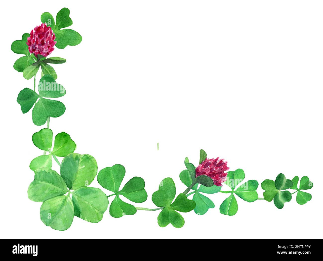 Watercolor drawn clover border with ladybugs. Botany frame Illustration ...