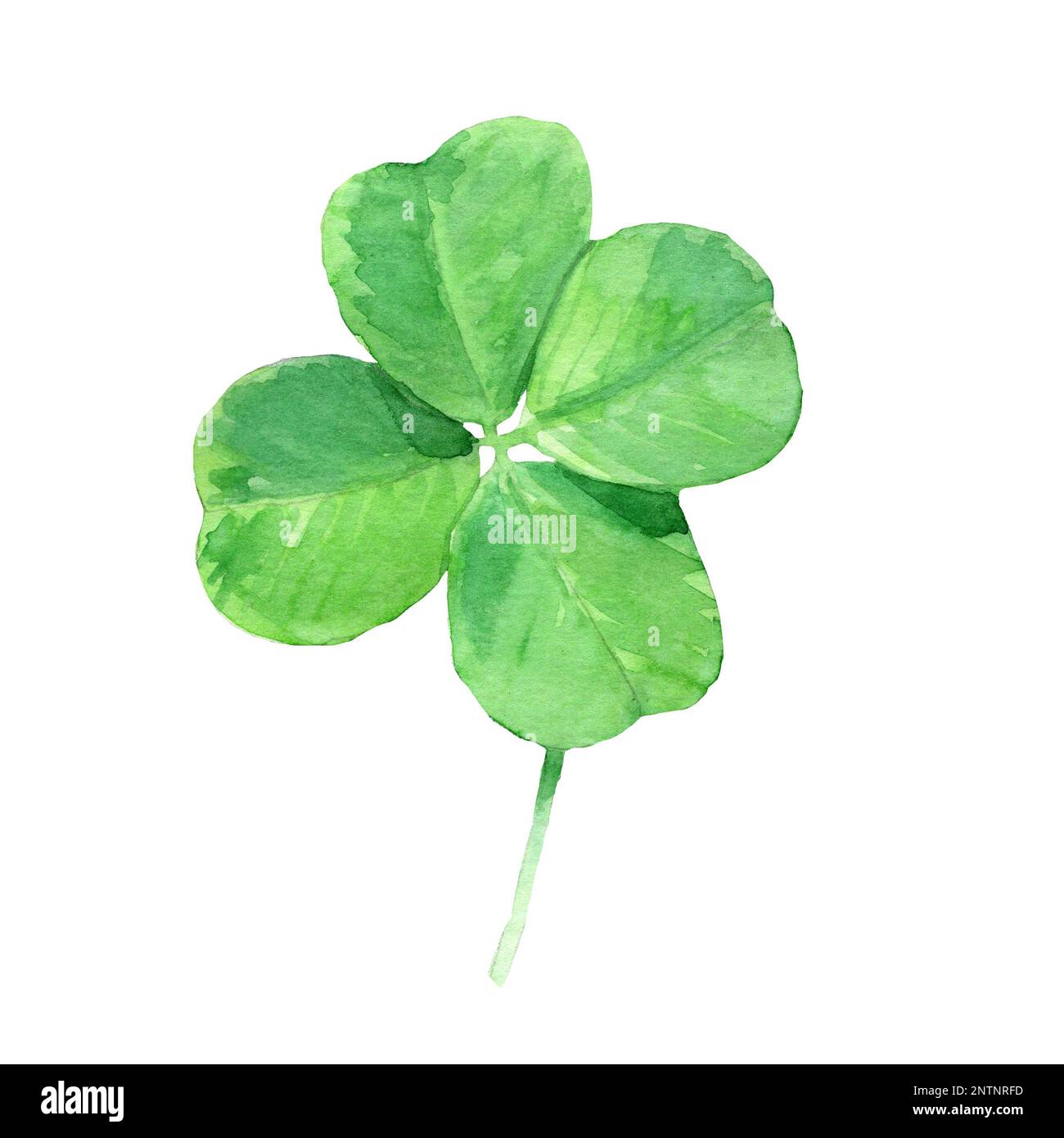 Watercolor hand drawn illustration of four leaf clover isolated. Lucky ...