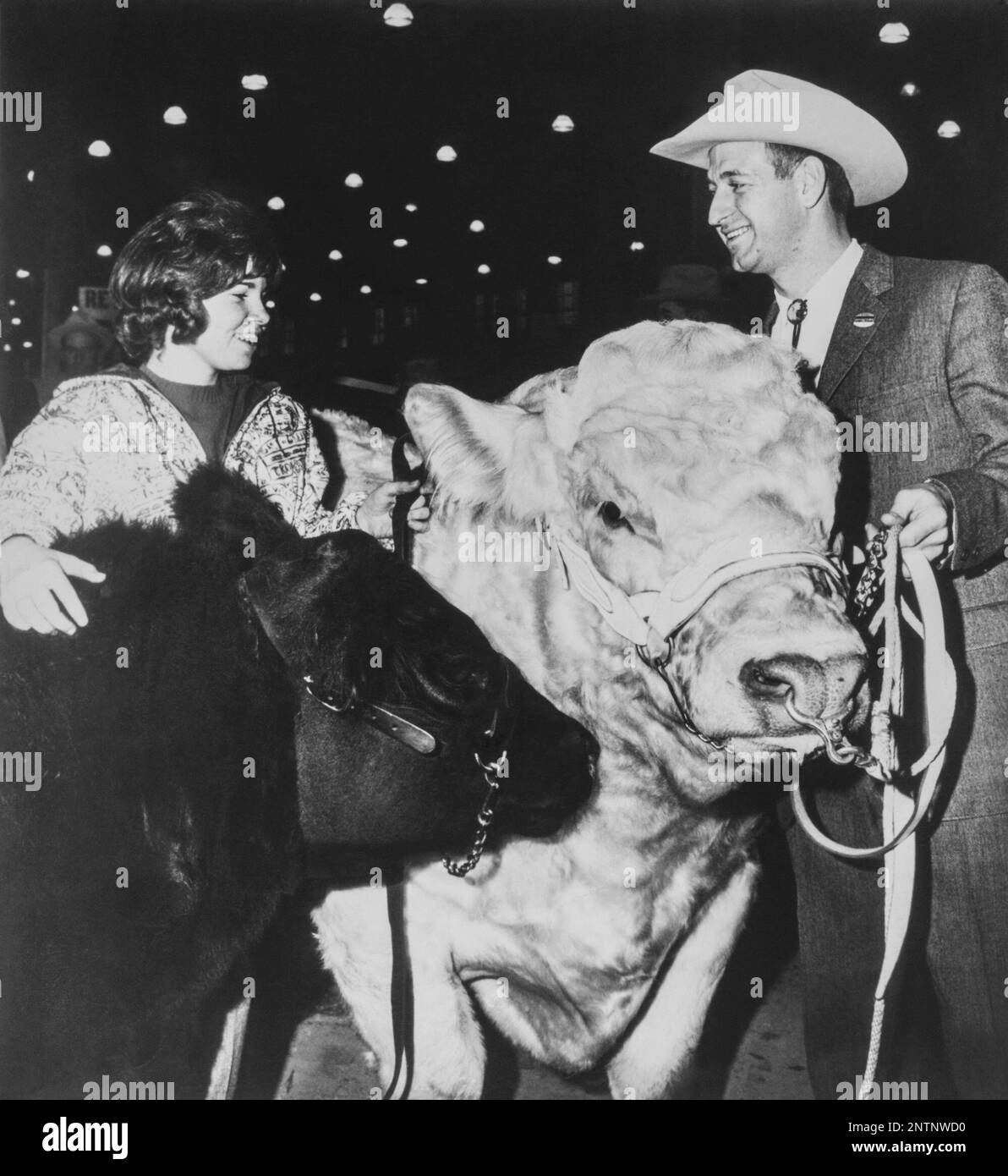 Rep. Jerry Litton, D-Mo. showing one of his prize charolais bulls to ...