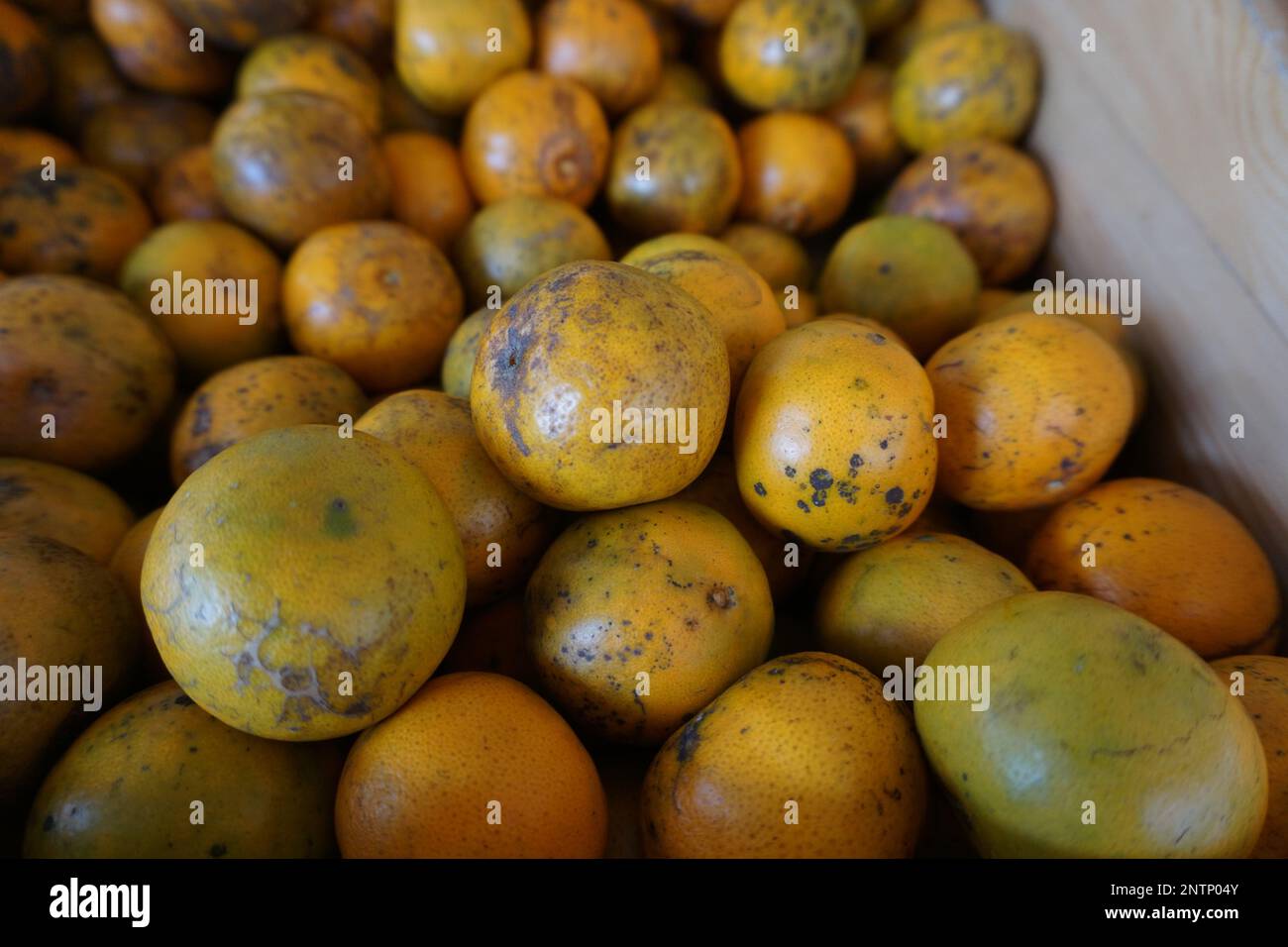 Tangerine forest hi-res stock photography and images - Alamy