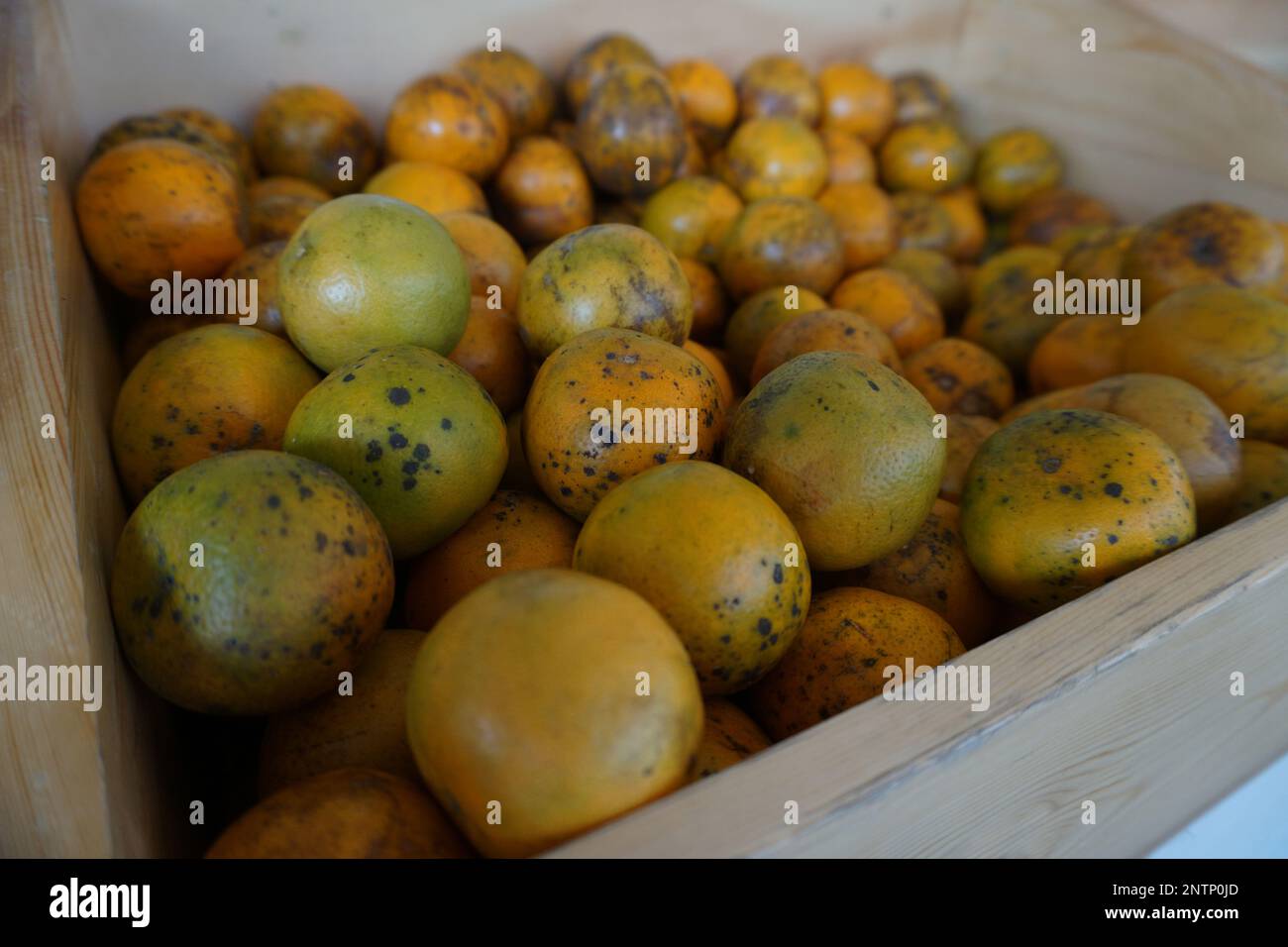 Tangerine forest hi-res stock photography and images - Alamy