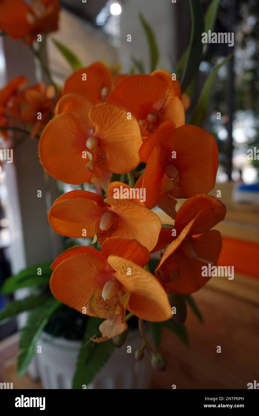 Picture of bright and beautiful plastic orchids Stock Photo - Alamy