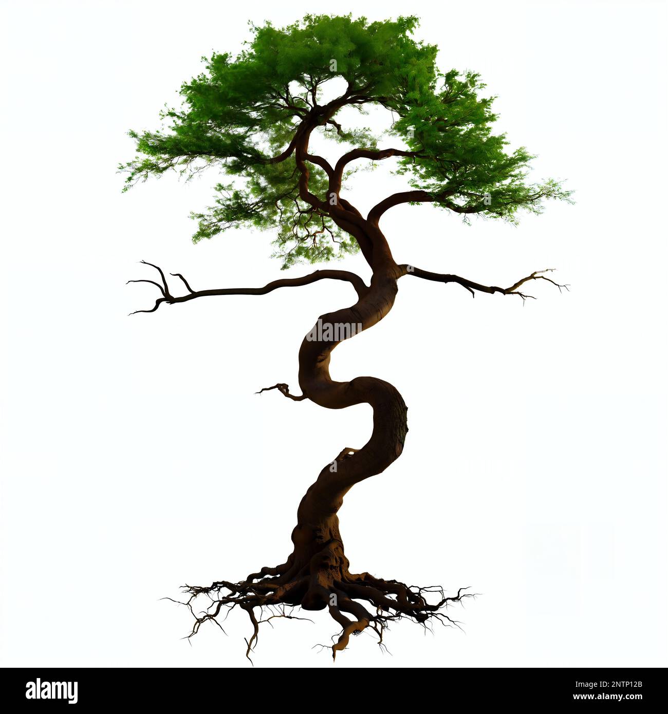 beautiful tree, large plant with roots and unusual shape, isolated on ...