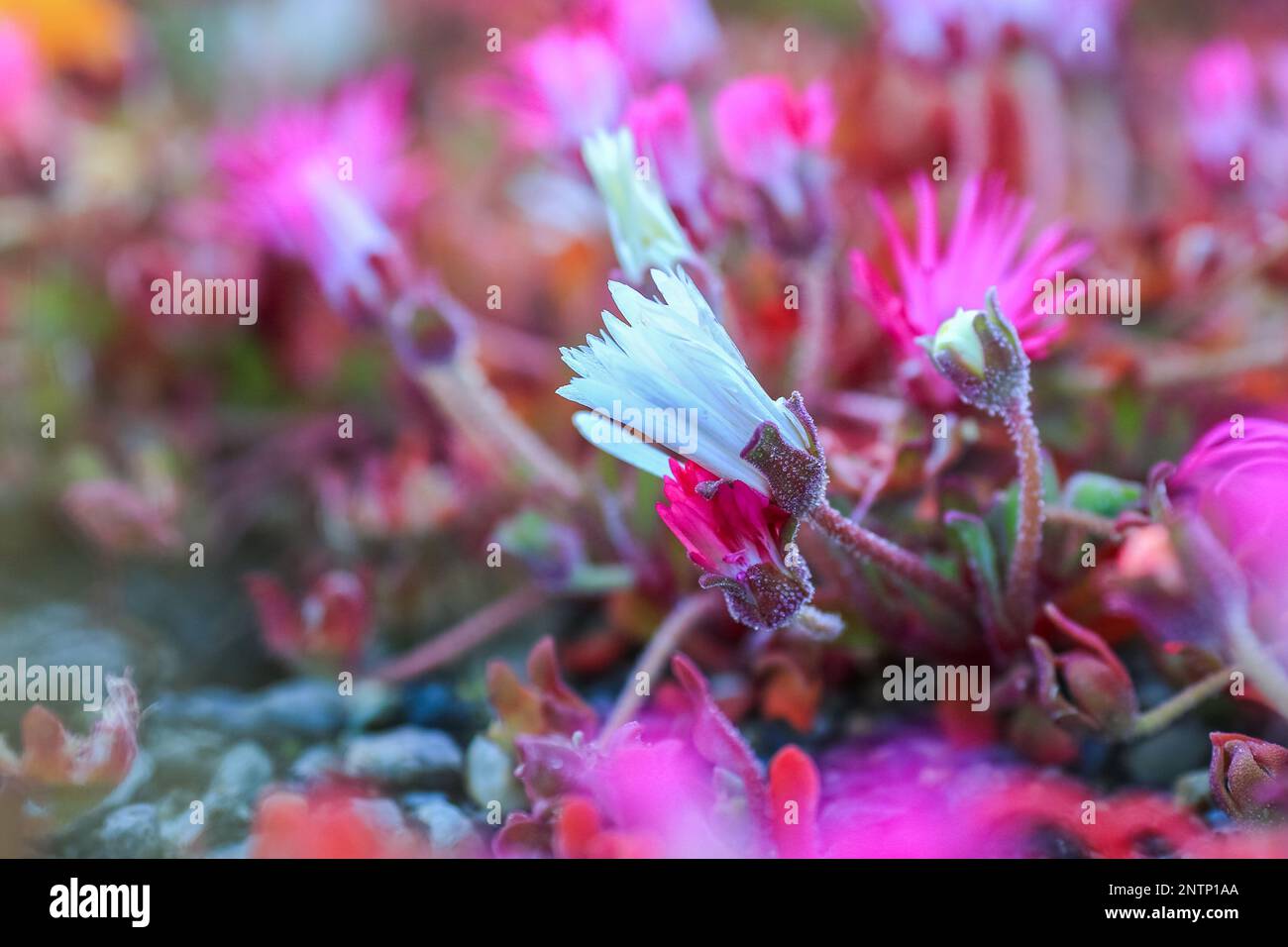 Dorotheanthus bellidiformis (formerly known as Mesembryanthemum ...