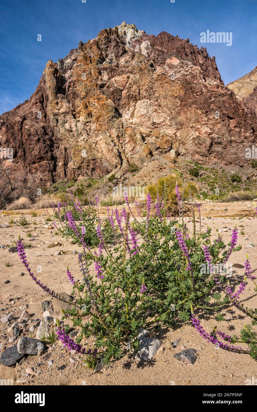 Arizona lupine, blooming in early spring, Painted Canyon, Mecca Hills ...