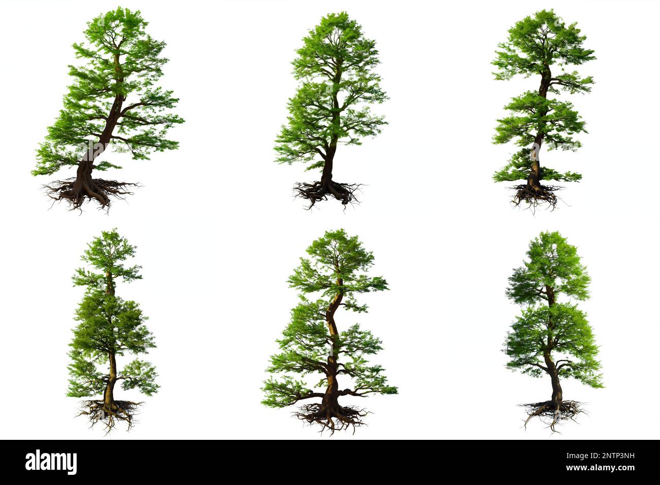 maple tree collection, set of tall plants with roots Stock Photo - Alamy